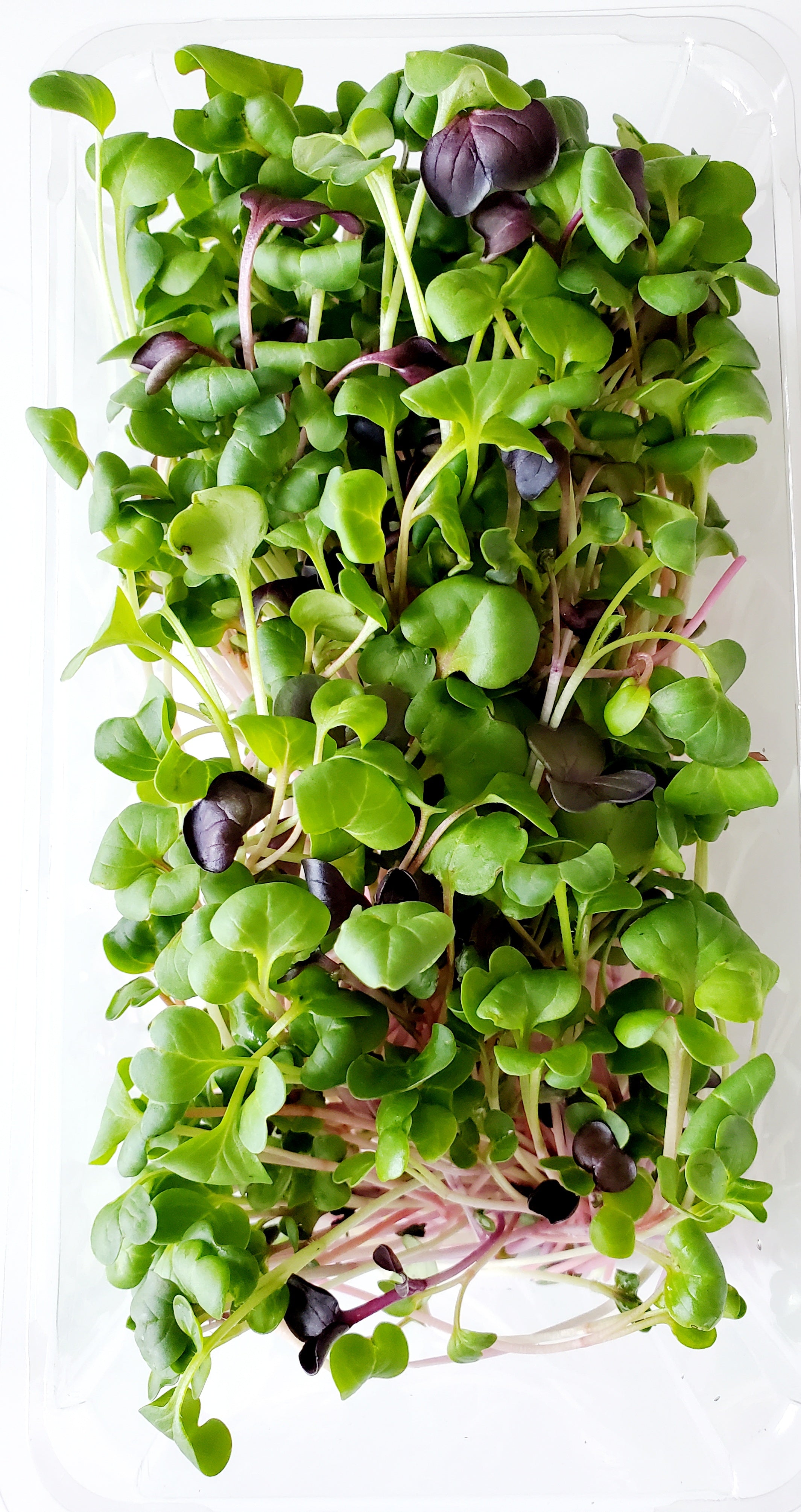 Bae Greens Radish Microgreens (100g)